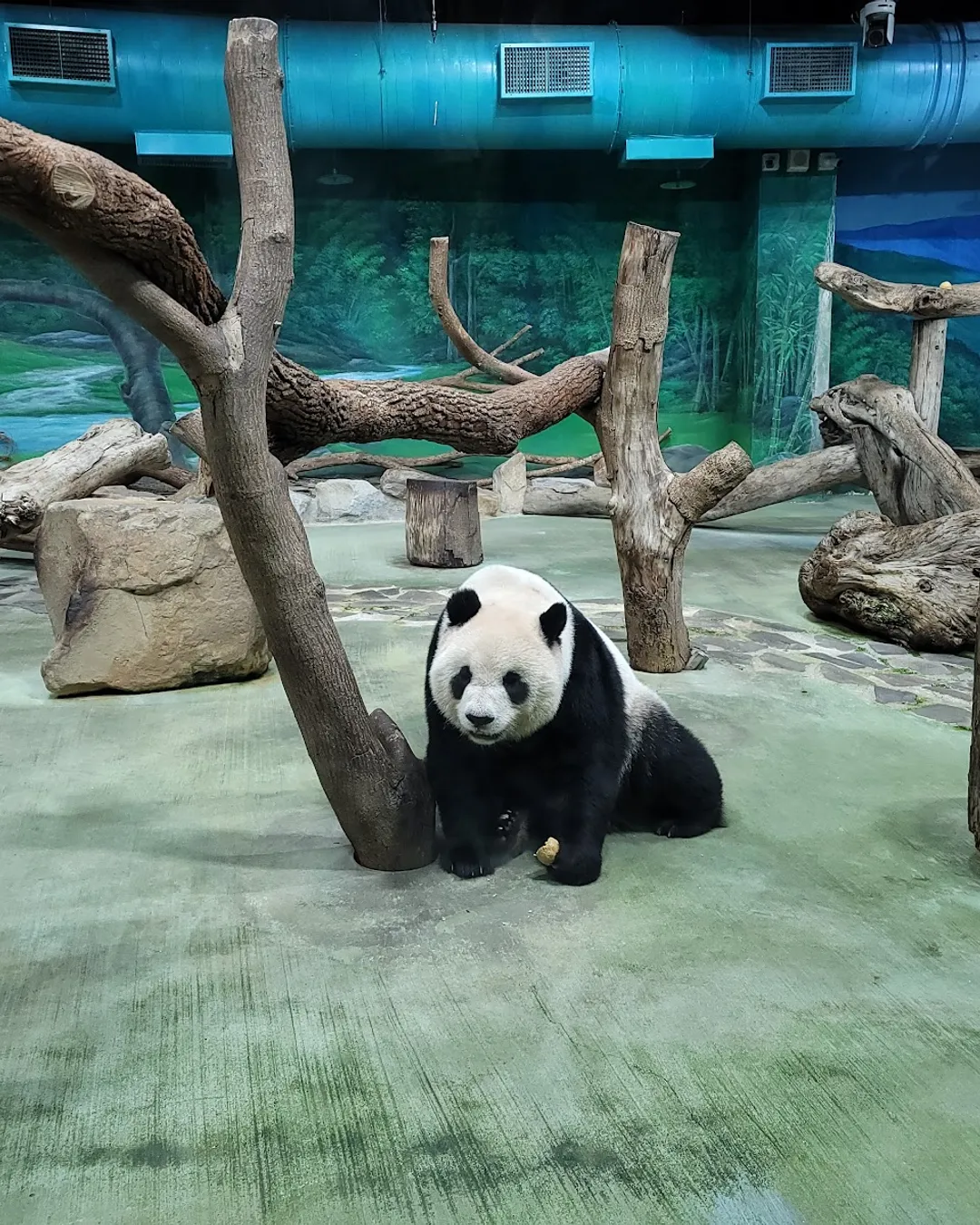Zoologico De Taipei Taipei Zoo Taipei, Taiwan Rexby