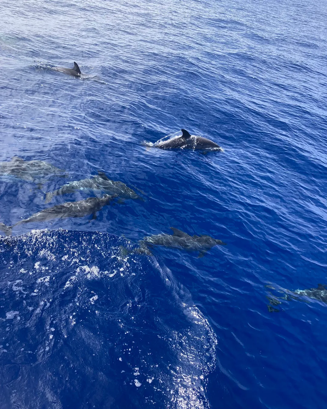 Magic Dolphin - Madeira, Portugal - Rexby