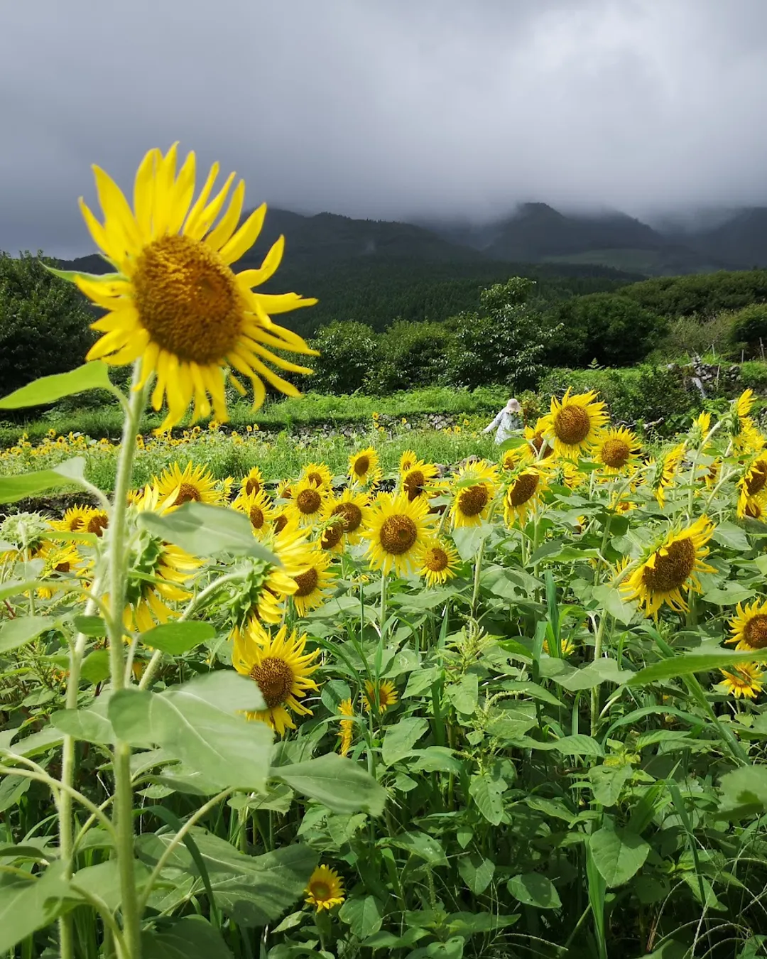 Sakamoto Rice Terrace - Rural Travels, Japan - Rexby