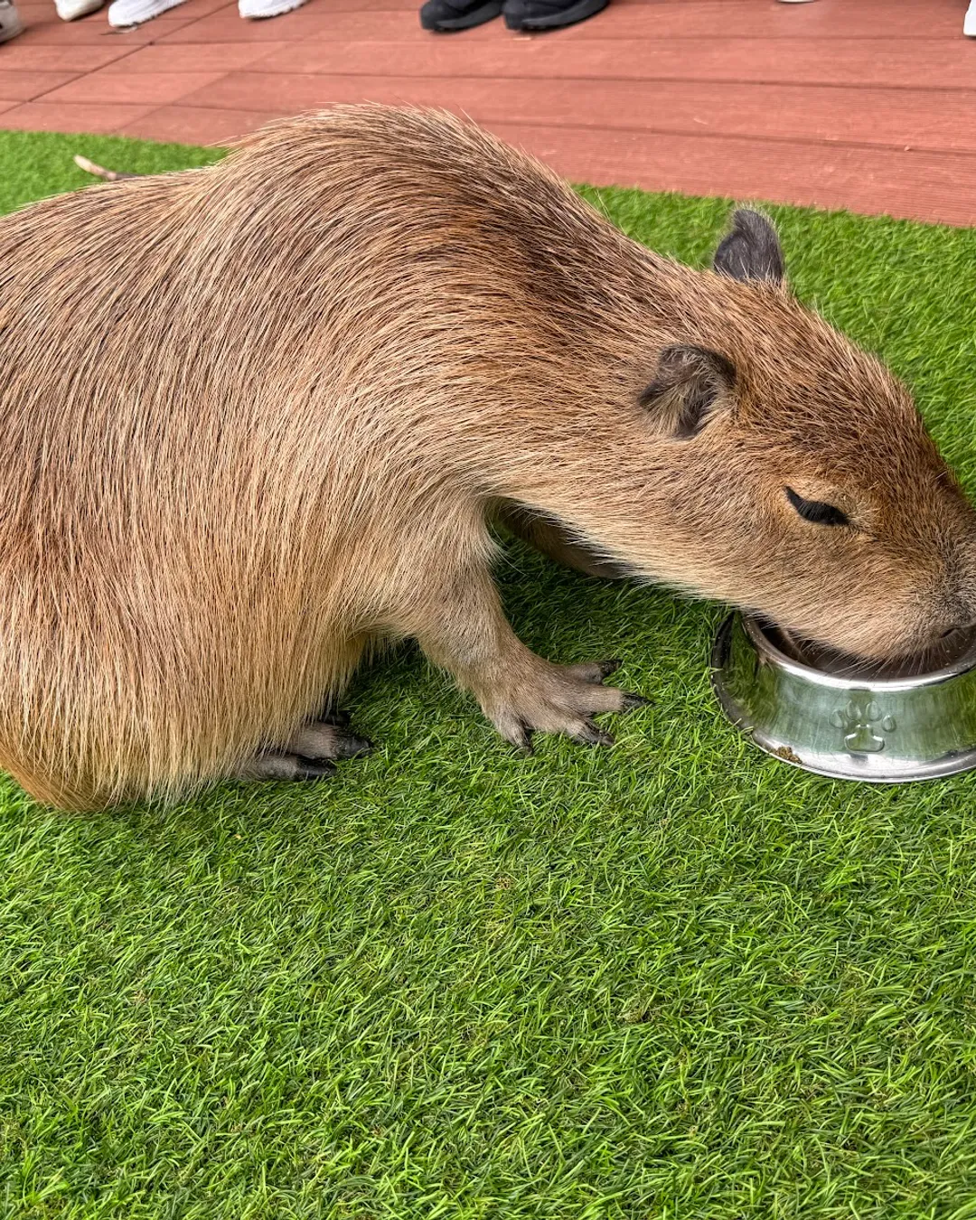 CAPPINESS Capybara Cafe - Tokyo, Kyoto, Osaka, Mt Fuji, Shirakawago, Japan - Rexby