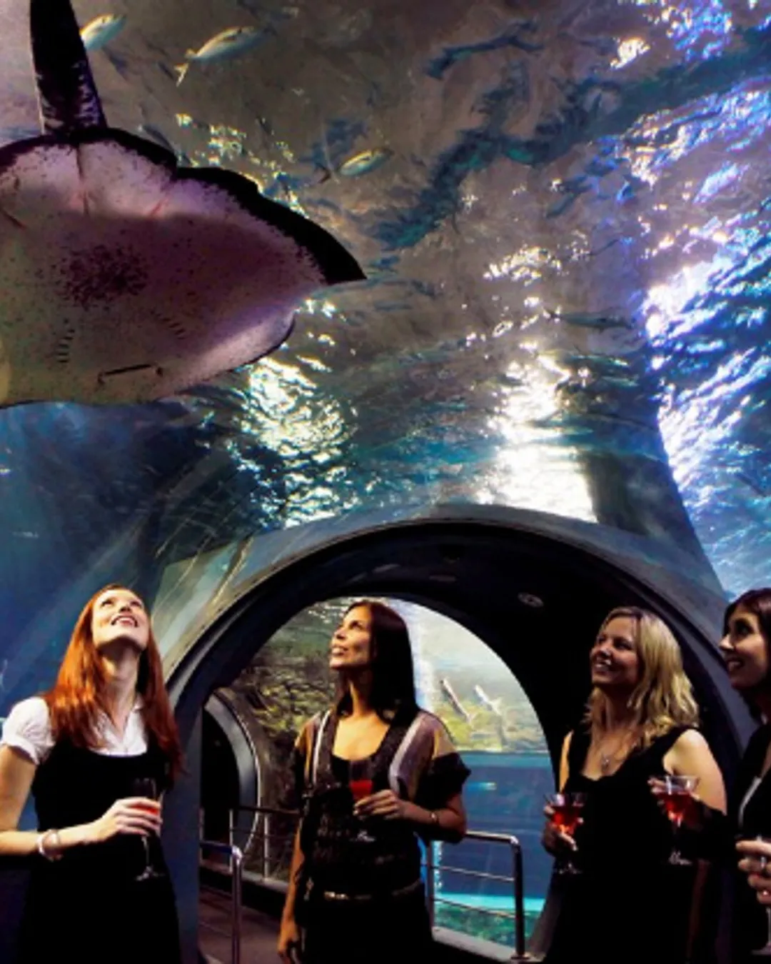 Auckland Aquarium Kelly Tarlton's Walking Tour | Aquarium | Auckland