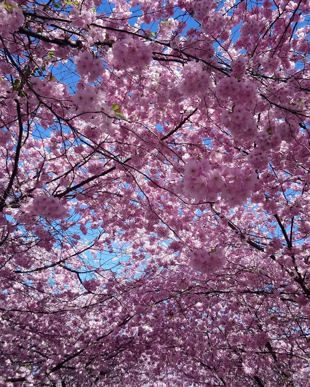 Luma Park - Stockholm, Sweden - Rexby