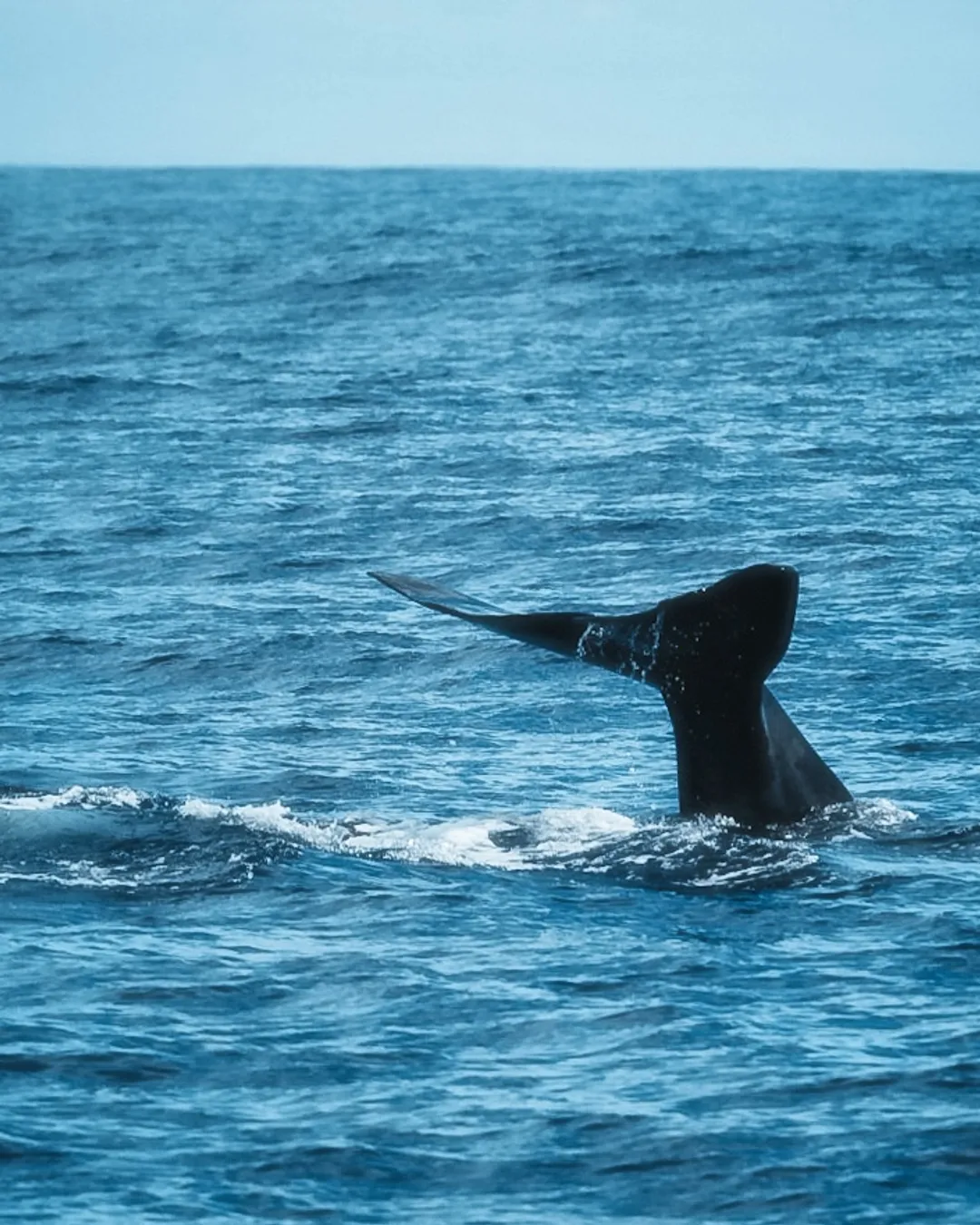 Magic Dolphin - Madeira, Portugal - Rexby