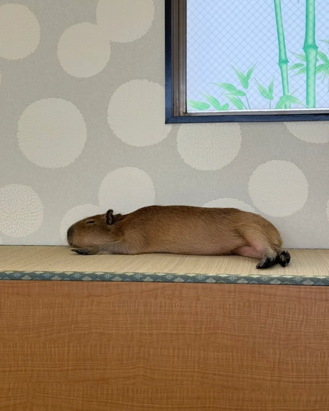 CAPPINESS Capybara Cafe - Tokyo, Kyoto, Osaka, Mt Fuji, Shirakawago, Japan - Rexby